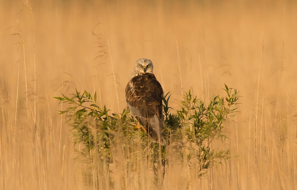 LOFAR excursie - Het Drentse Landschap